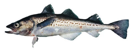 Walleye Pollock | Puget Sound Wiki | Fandom