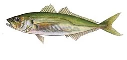 Jack Mackerel | Puget Sound Wiki | Fandom