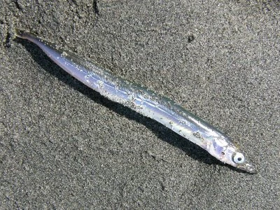 Pacific Sand Lance | Puget Sound Wiki | Fandom