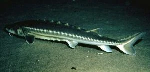 Green Sturgeon | Puget Sound Wiki | Fandom