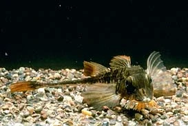 Sturgeon Poacher | Puget Sound Wiki | Fandom