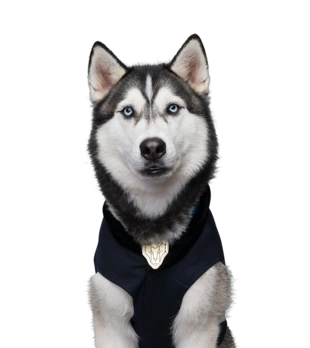 DOG | Pup Academy Character Wiki | Fandom