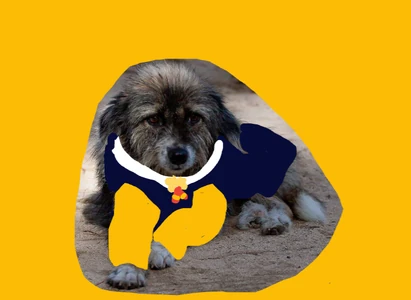 DragonCityBro's New Pup Academy Character: Scruff | Pup Academy ...