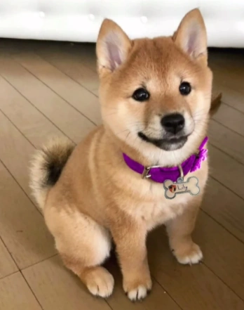 Lily | Pup Academy Fanfiction Wiki | Fandom