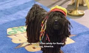 Dawg Gnarly | Pup Star Movies Series Wiki | Fandom