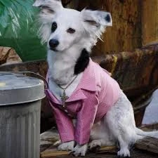 Julio | Pup Star Movies Series Wiki | Fandom