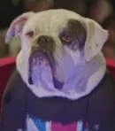 Simon Growl | Pup Star Movies Series Wiki | Fandom