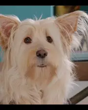 Main Characters | Pup Star Movies Series Wiki | Fandom
