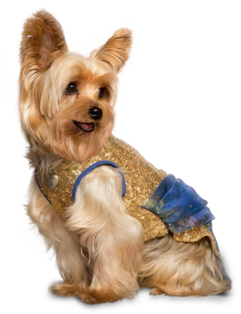 Tiny pup star 💜💛 | Pup Star Wiki | Fandom