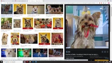 Puppy Star Christmas | Pup Star Wiki | Fandom