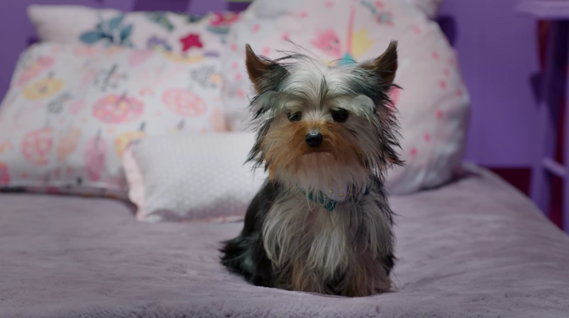 A Charlie in english | Pup Star Wiki | Fandom