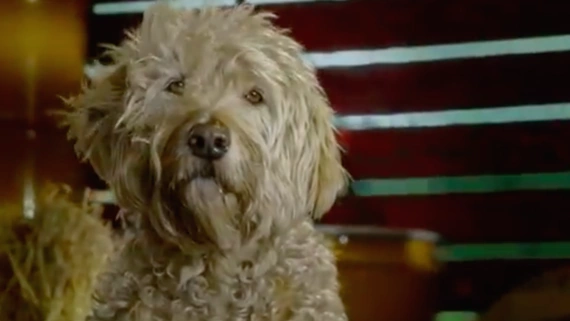 Charlie | Pup Star Wiki | Fandom