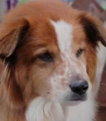 Ruff | Pup Star Wiki | Fandom