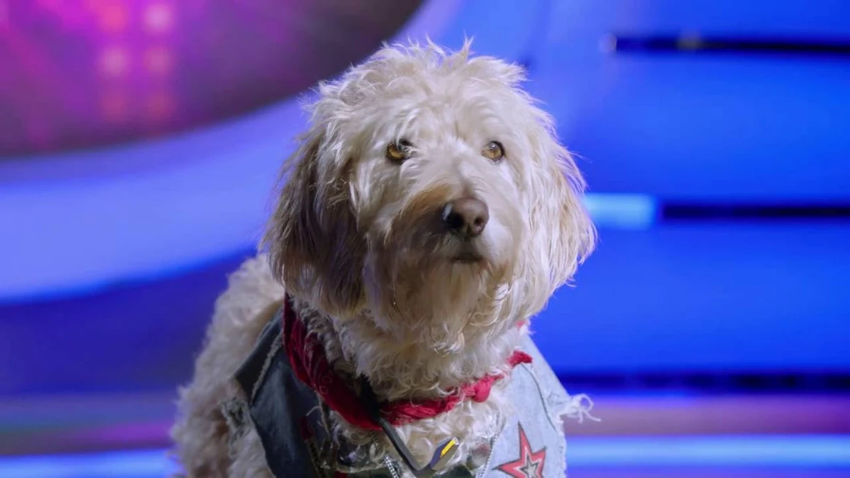 Charlie | Pup Star Wiki | Fandom