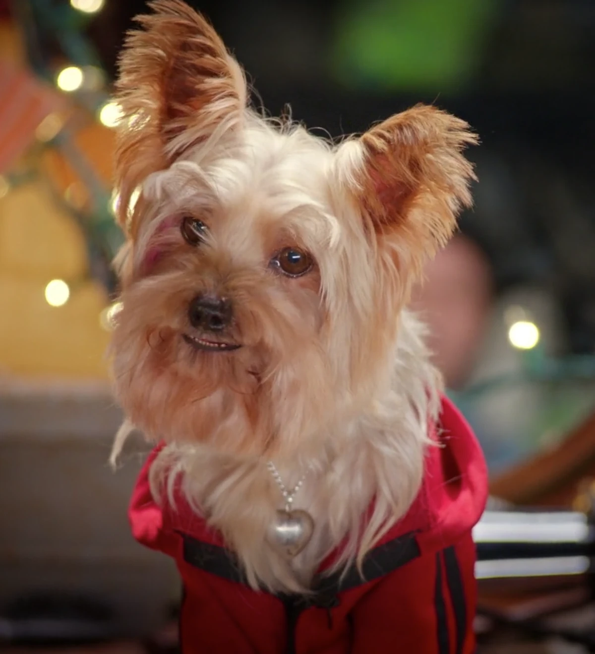 Scrappy | Pup Star Wiki | Fandom