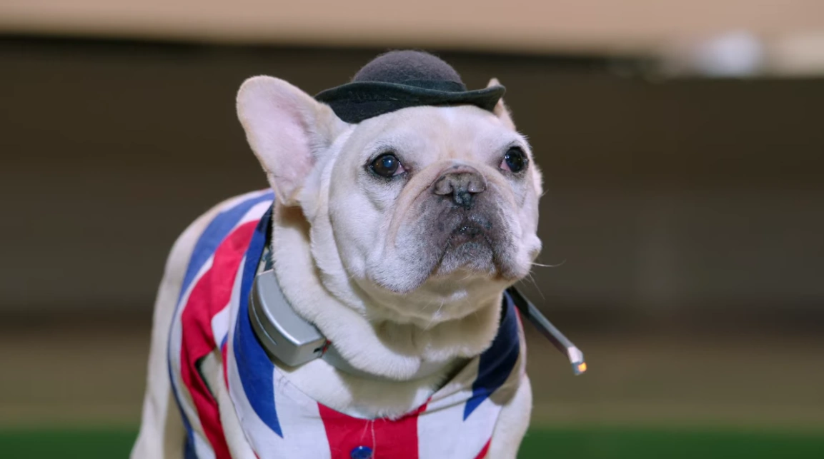 Winston | Pup Star Wiki | Fandom