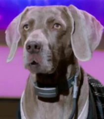 Rover | Pup Star Wiki | Fandom