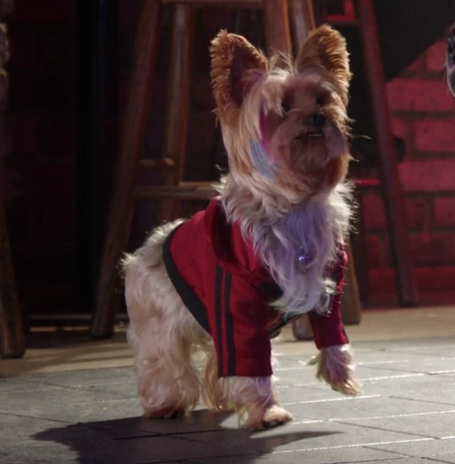 Scrappy. | Pup Star Wiki | Fandom