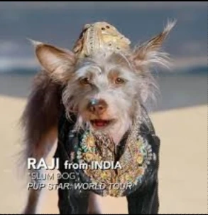 Raj | Pup Star Wiki | Fandom