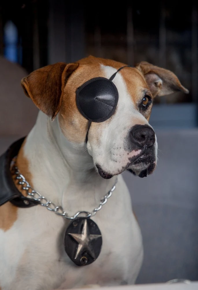 Kano | Pup Star Wiki | Fandom