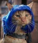 Catty purry | Pup Star Wiki | Fandom