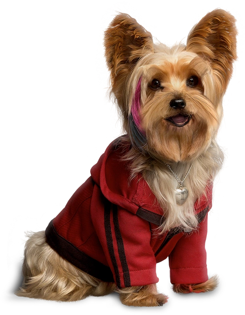 Tiny And Scrappy Wiki | Pup Star Wiki | Fandom