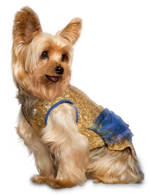 Tiny Wiki | Pup Star Wiki | Fandom