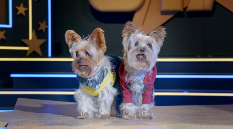 Pup Star: Better 2Gether | Pup Star Wiki | Fandom