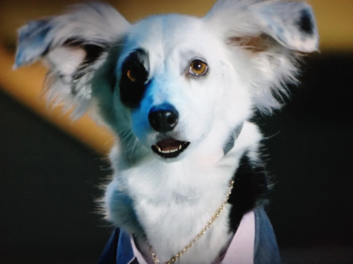 Julio | Pup Star Wiki | Fandom