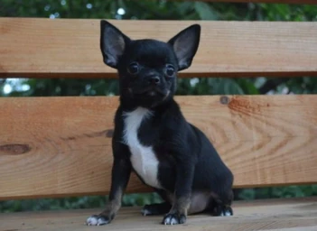 Rotty | Pup Academy Wiki | Fandom