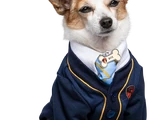 Category:Dogs | Pup Academy Wiki | Fandom