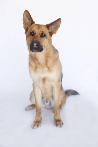 Hunter | Pup Academy Wiki | Fandom