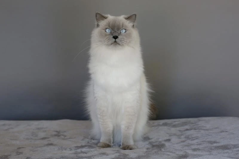 Harley | Pup Academy Wiki | Fandom