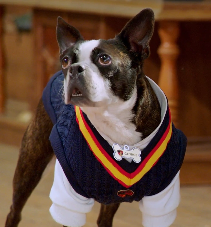 George | Pup Academy Wiki | Fandom