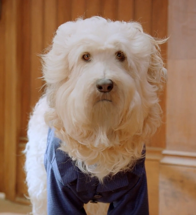 Professor Howard | Pup Academy Wiki | Fandom