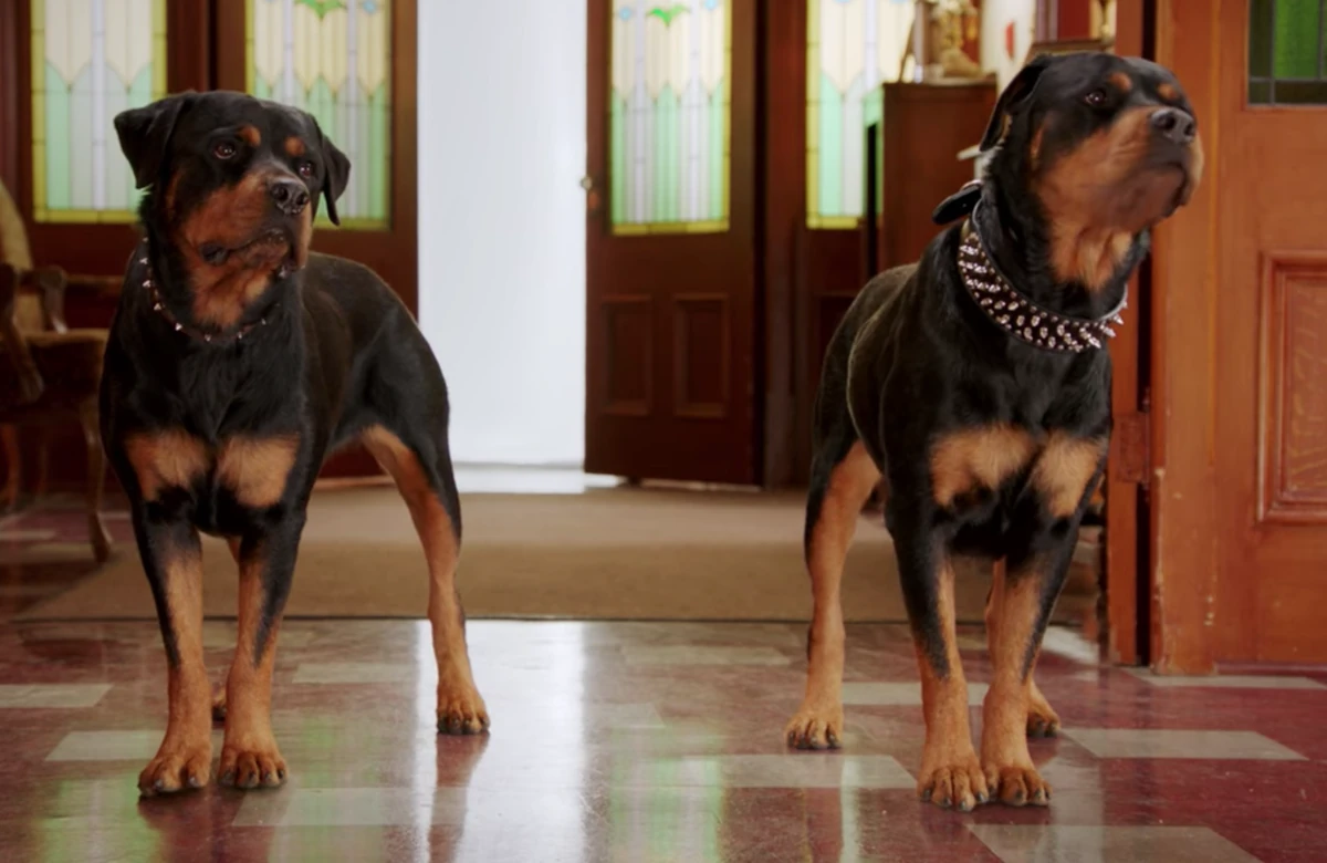 Brick and Block | Pup Academy Wiki | Fandom