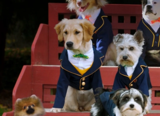 OC Characters and Stories | Pup Academy Wiki | Fandom