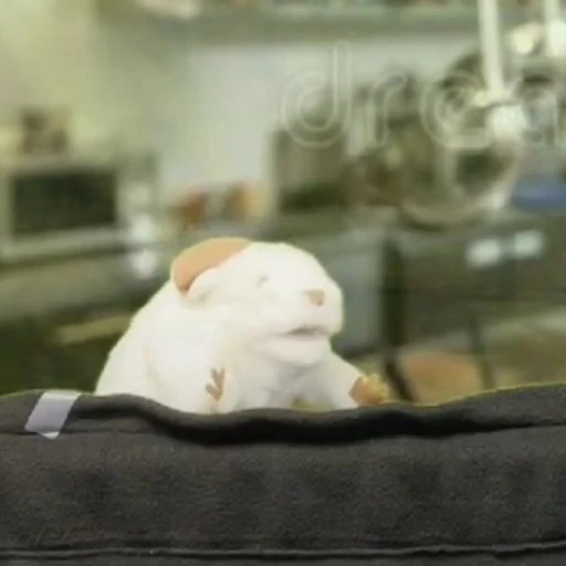 Ratatoing | Puppet Club Wiki | Fandom