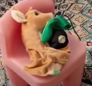 Boxing Kangaroo | Puppet Town Wiki | Fandom