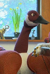 Gavin the Canadian Goose | Puppet Wiki | Fandom