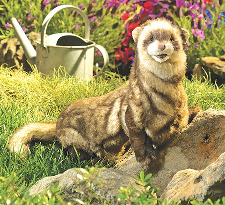 Ferret | Puppet Wiki | Fandom