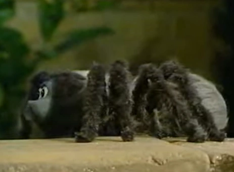 Spencer | Puppet Wiki | Fandom