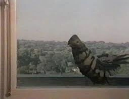 Pigeon (Pipkins) | Puppet Wiki | Fandom