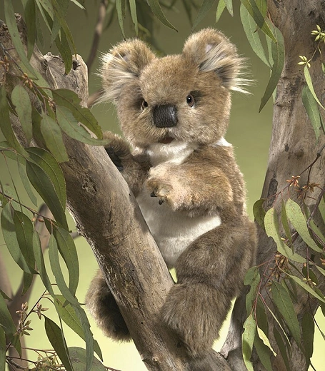 Koala (Folkmanis Puppet) | Puppet Wiki | Fandom