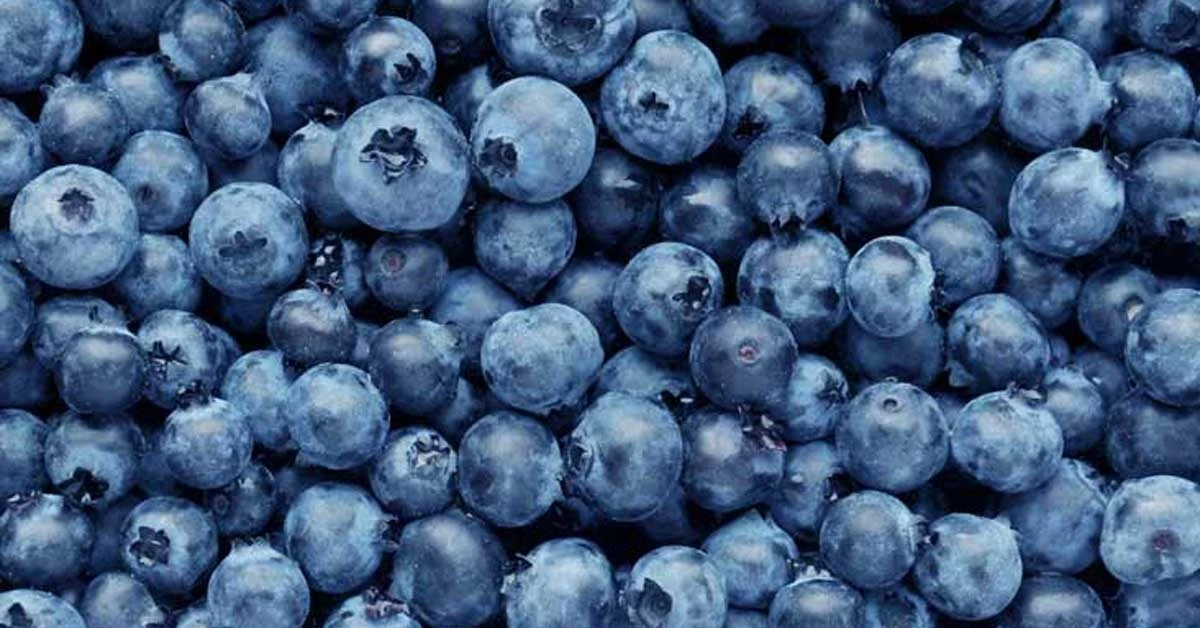 Basket of blueberries | Puppet History Wiki | Fandom