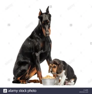 Leila | Puppy dog pals fanon Wiki | Fandom