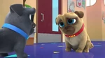 Chin Up, Pups/Gallery | Puppy dog pals Wiki | Fandom