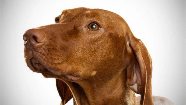 Vizsla | Puppypedia! Wiki | Fandom