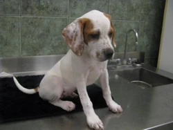 Pointer | Puppypedia! Wiki | Fandom