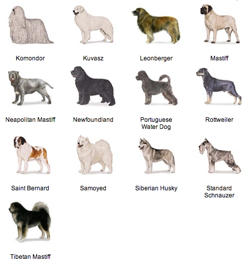 Working Group | Puppypedia! Wiki | Fandom